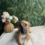 Available Pets – Helpaws