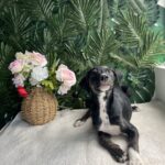 Available Pets – Helpaws