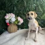 Available Pets – Helpaws