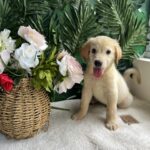 Available Pets – Helpaws