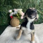 Available Pets – Helpaws