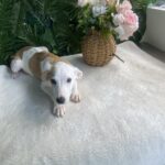 Available Pets – Helpaws